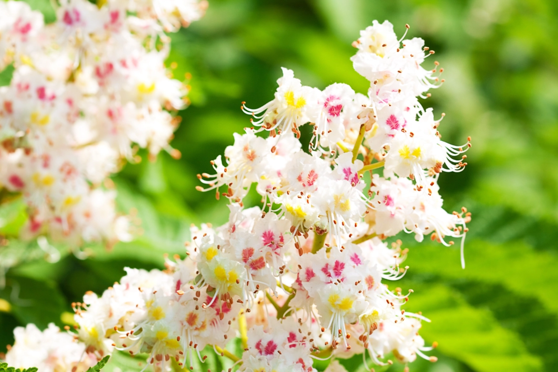 Bach Flower Essence: White Chestnut - Divine Atlas | Your Guided Path ...
