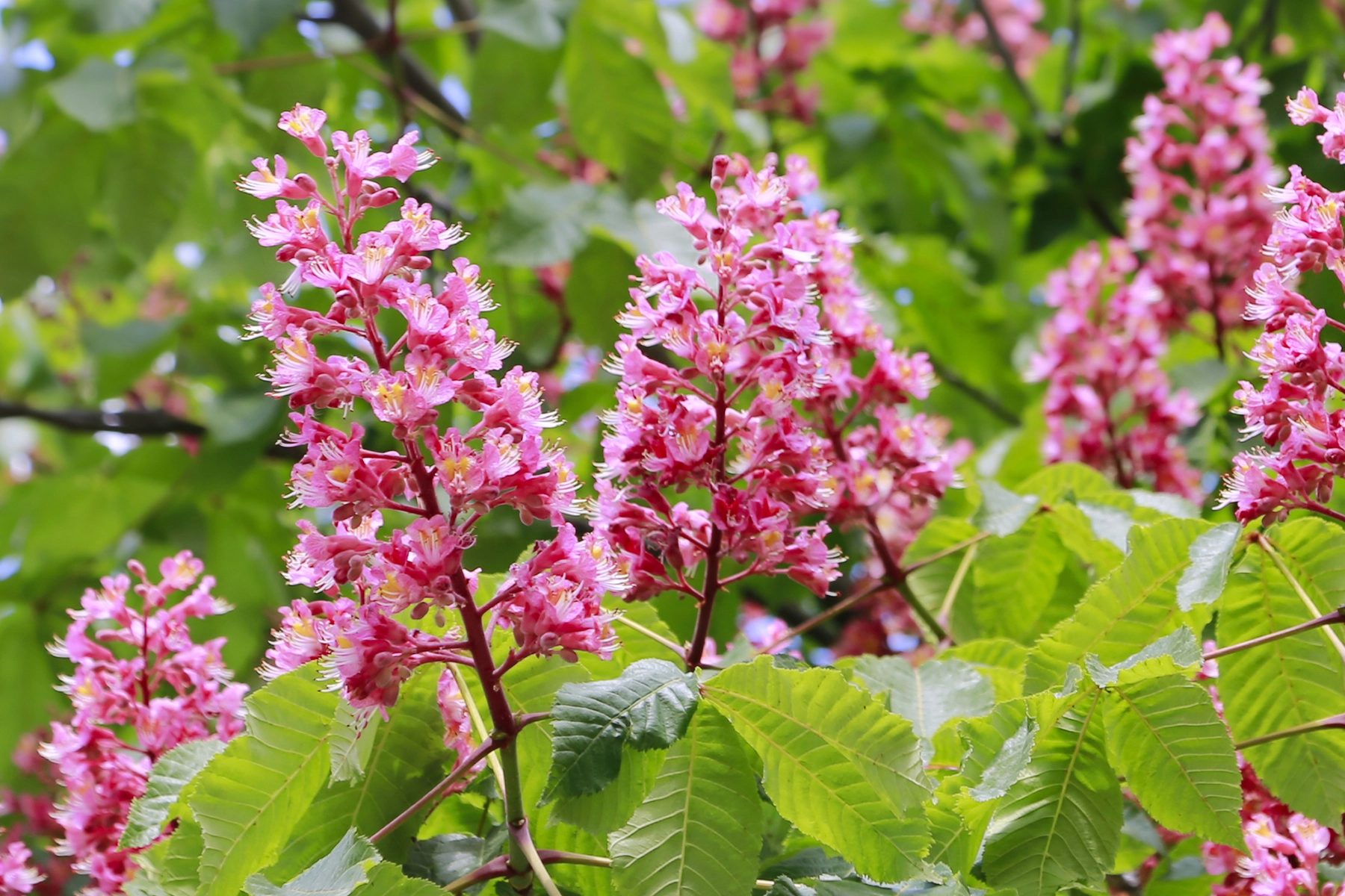 Bach Flower Essence: Red Chestnut - Divine Atlas | Your Guided Path to ...